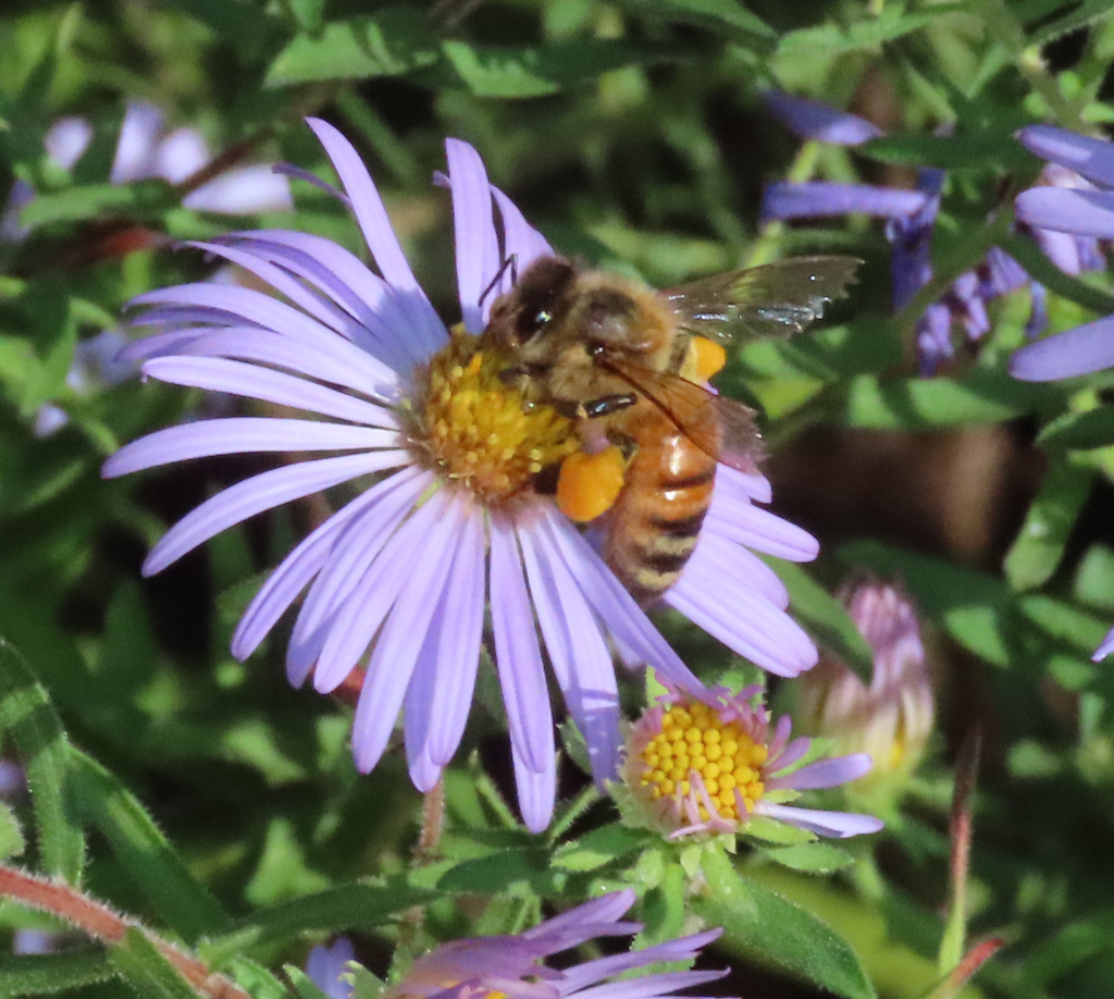 Western Honey Bee from Boone, Missouri, United States on October 18 ...