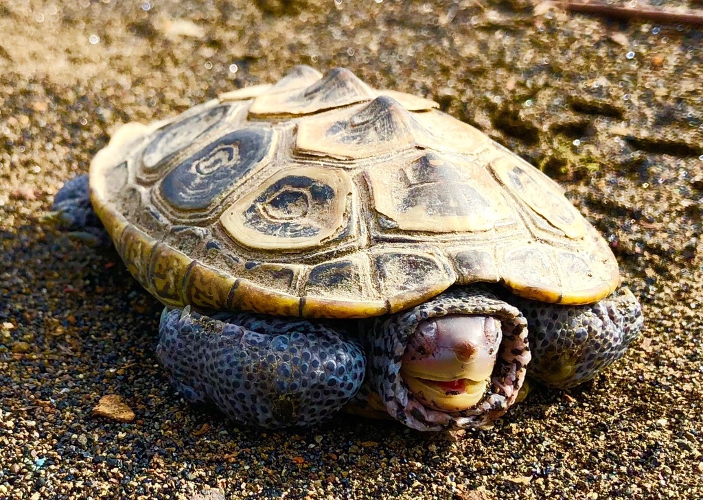 Diamondback Terrapin in March 2018 by sarahnwilson · iNaturalist