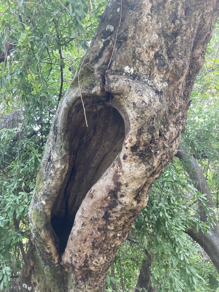 river bushwillow (Combretum erythrophyllum) - Botanical Realm