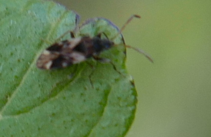 Scolopostethus pilosus maderensis (Tenerife Hemiptera) · iNaturalist