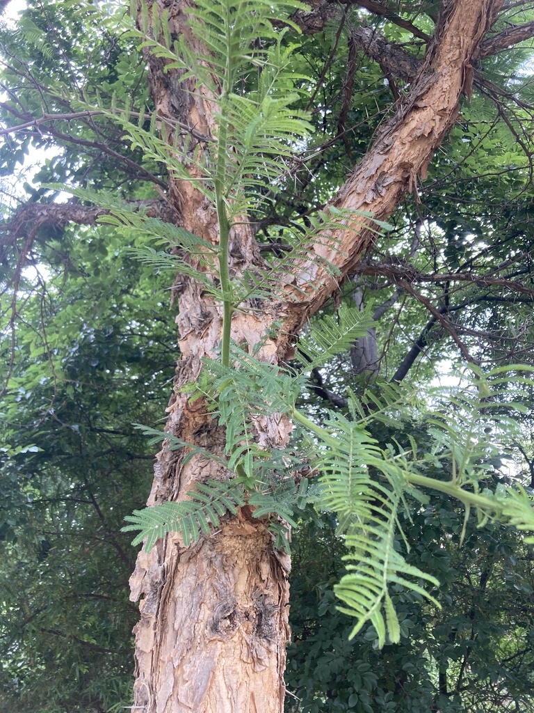 Paperbark Thorn (Magnoliopsida (Dicots) of the Mfolozi River catchment ...