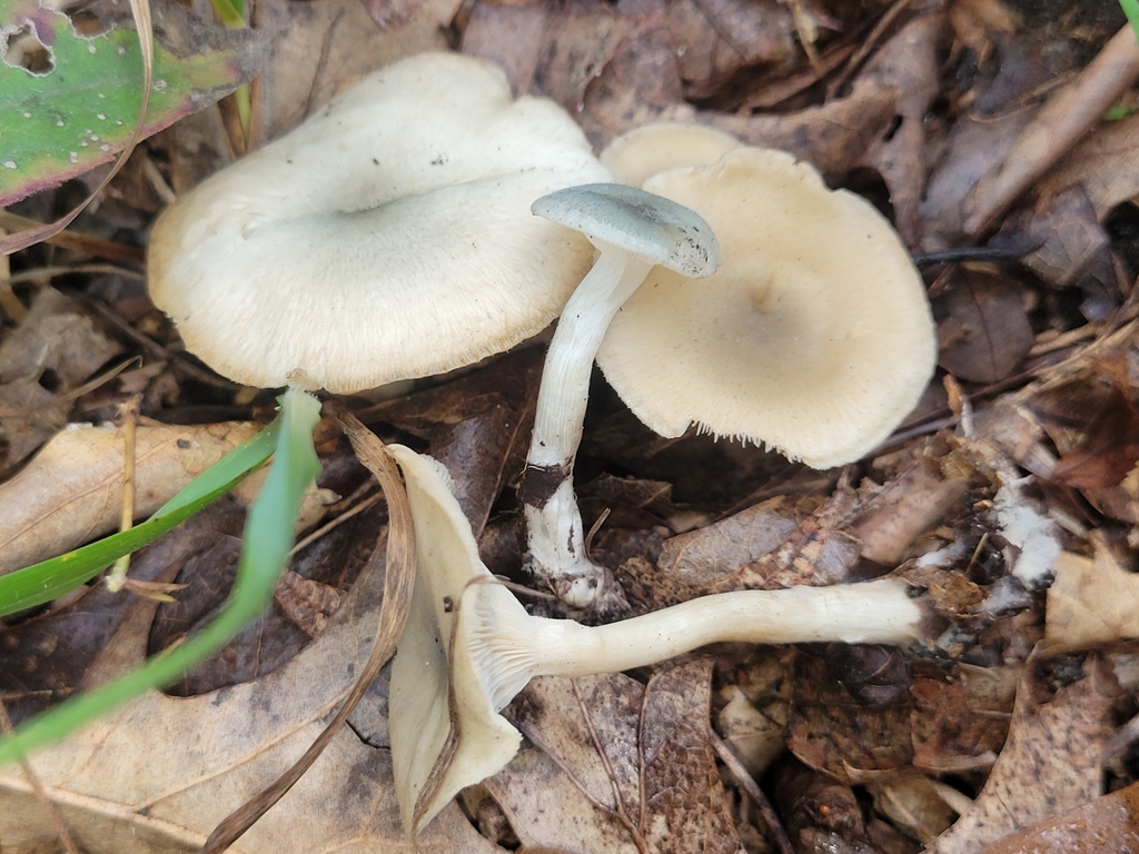Aniseed Funnel from Porter, IN 46304, USA on October 22, 2021 at 10:32 ...