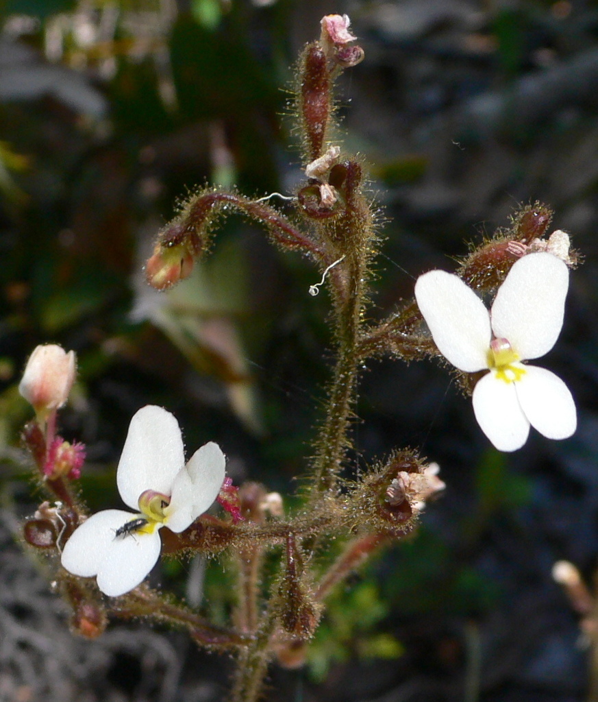 Golden Triggerplant from Crooked Brook Forest, Western Australia ...