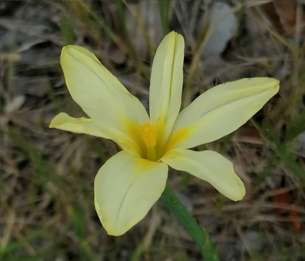 Moraea collina Thunb.
