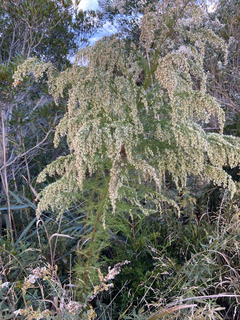 dogfennel from Cape Island, Cape May, NJ, US on October 22, 2021 at 07: ...