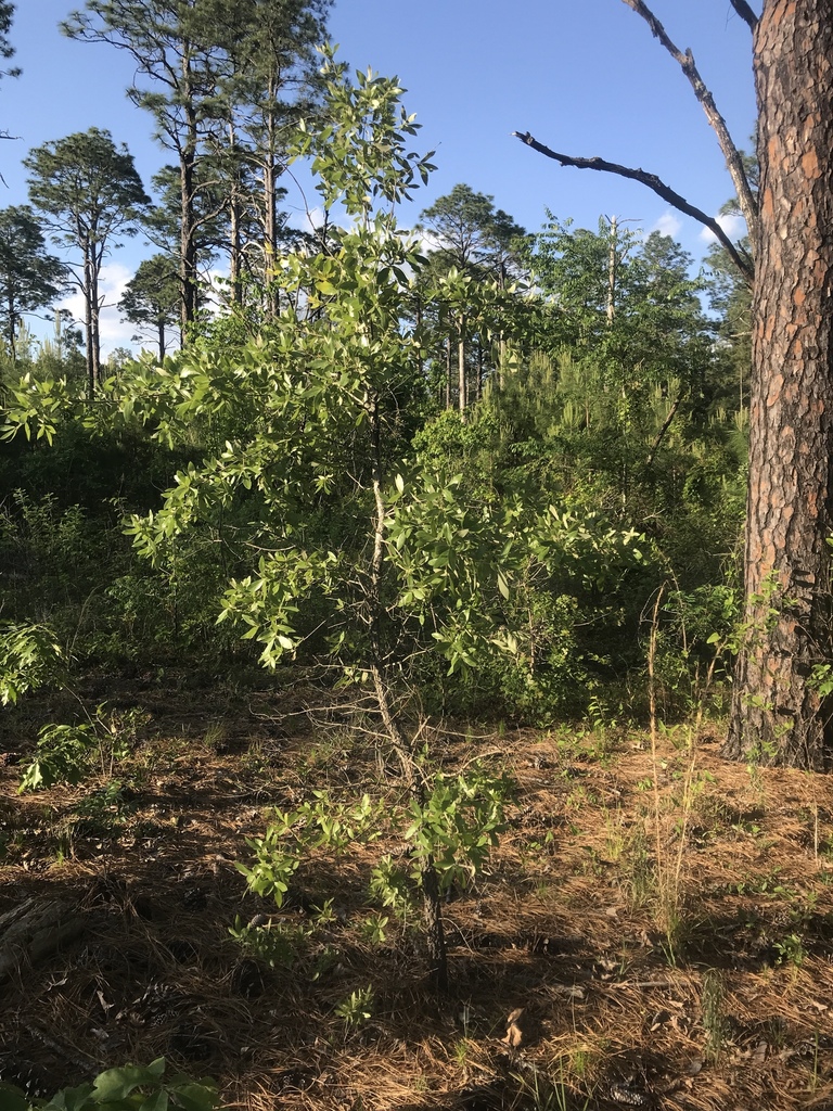 bluejack oak (Quercus incana) - Botanical Realm