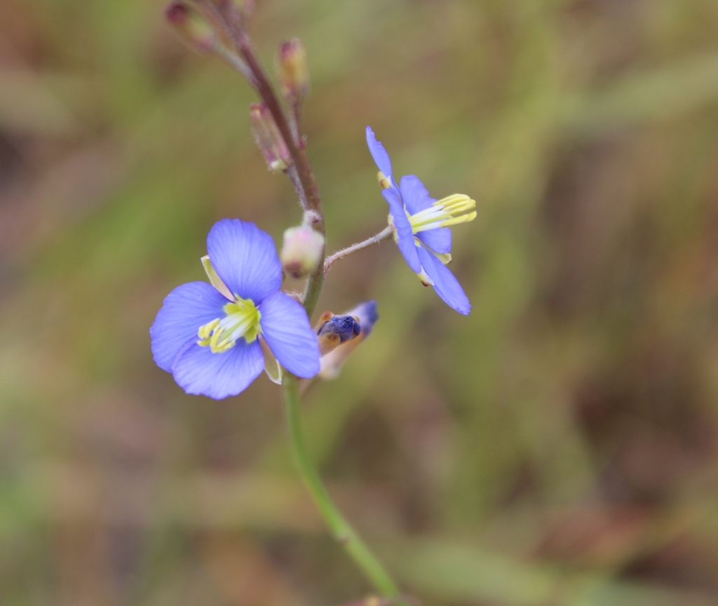 African Sunspurge from Milnerton Racecourse NR on October 22, 2021 at ...