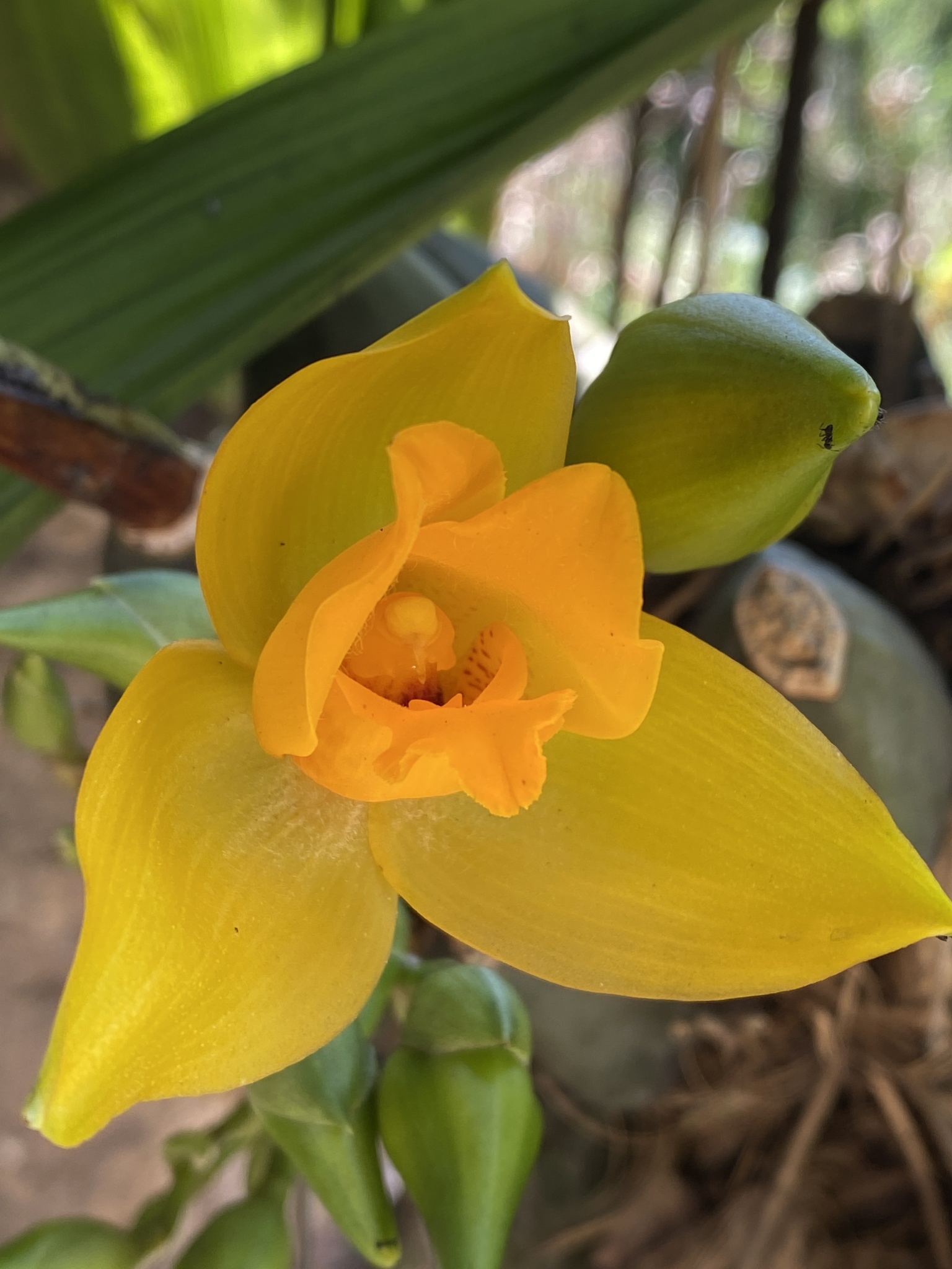 Lycaste cruenta (Lindl.) Lindl.