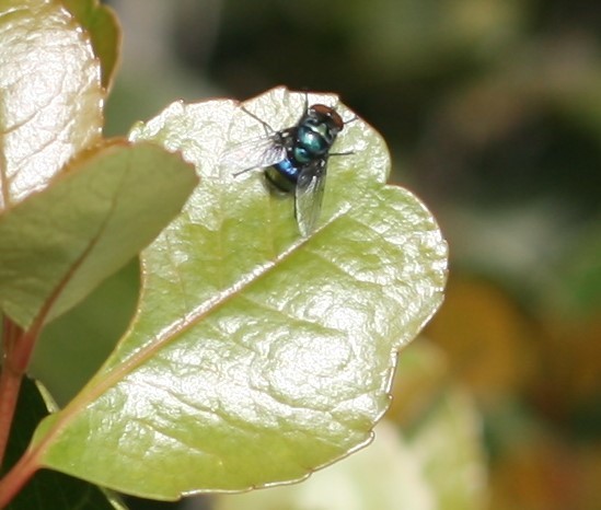 Chrysomya chloropyga (Wiedemann, 1818)