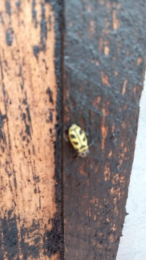Spotted Maize Beetle from La Lonja, Provincia de Buenos Aires ...