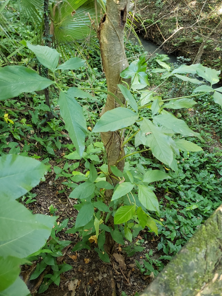Goosefoot-plant from Gainesville, FL, USA on October 21, 2021 at 11:15 ...