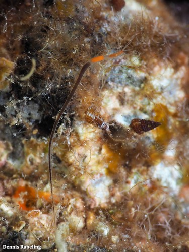 Proceraea aurantiaca · iNaturalist