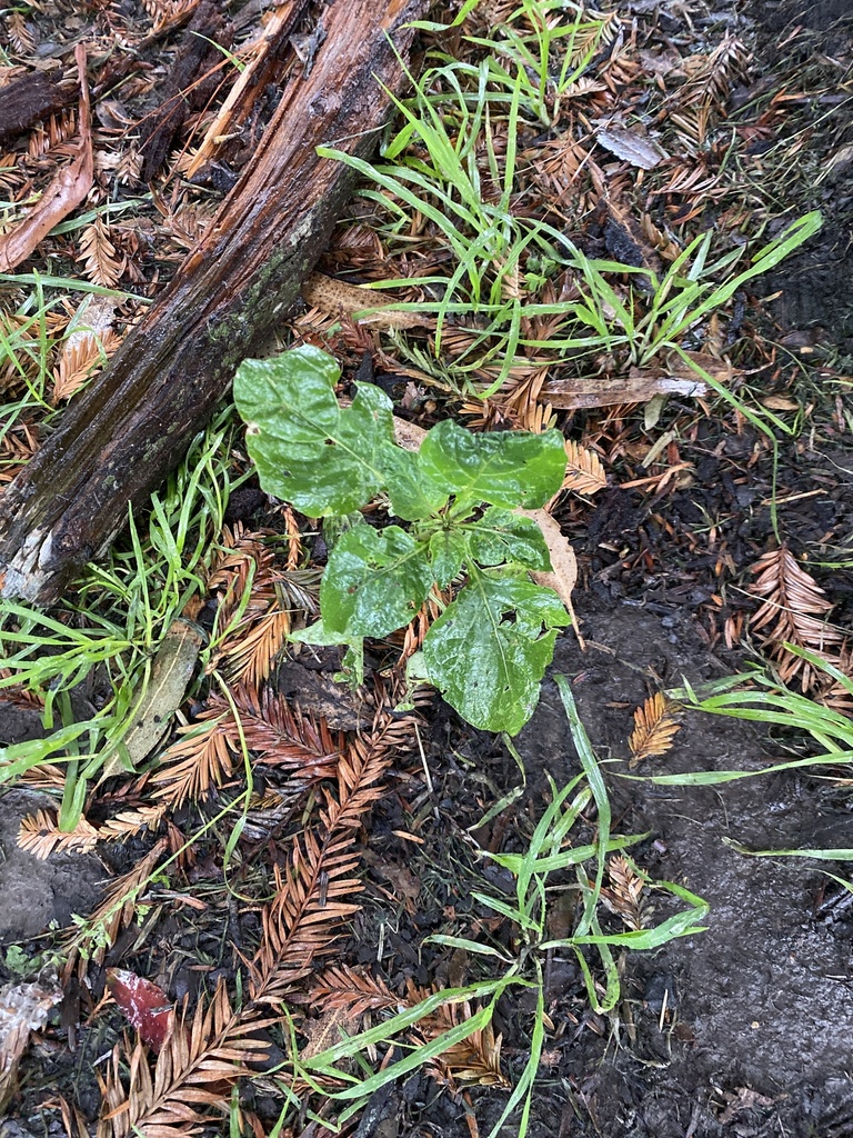 greater plantain from Orange Memorial Park, South San Francisco, CA, US ...