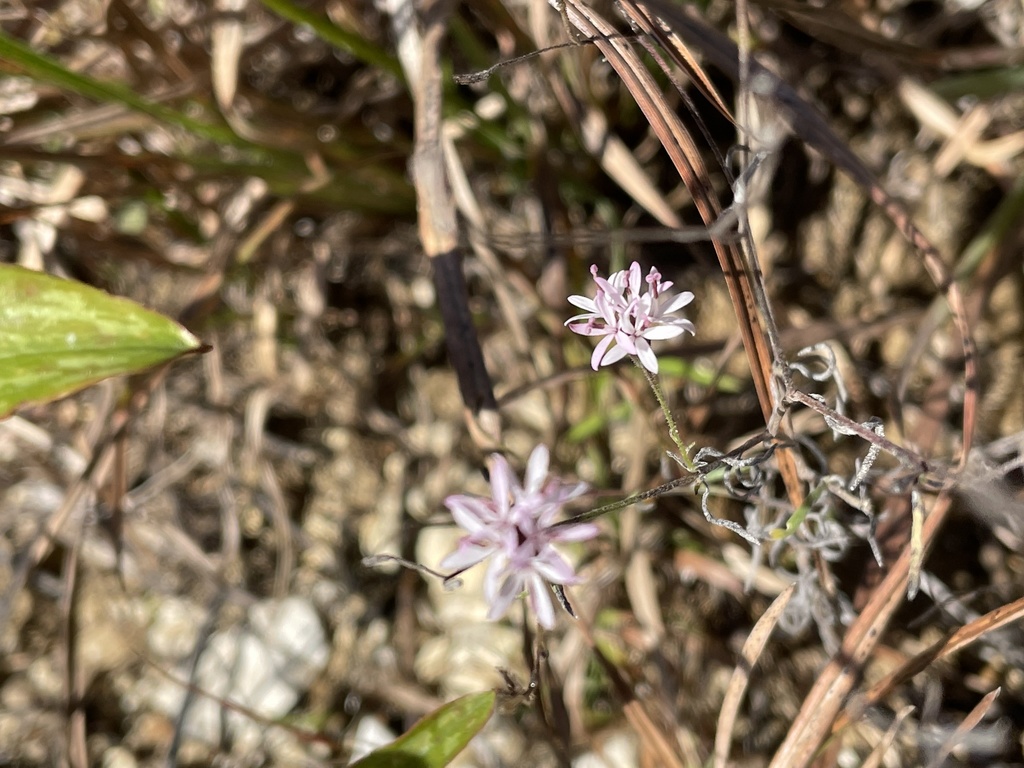 Small Palafox in October 2021 by Nate Venarske · iNaturalist