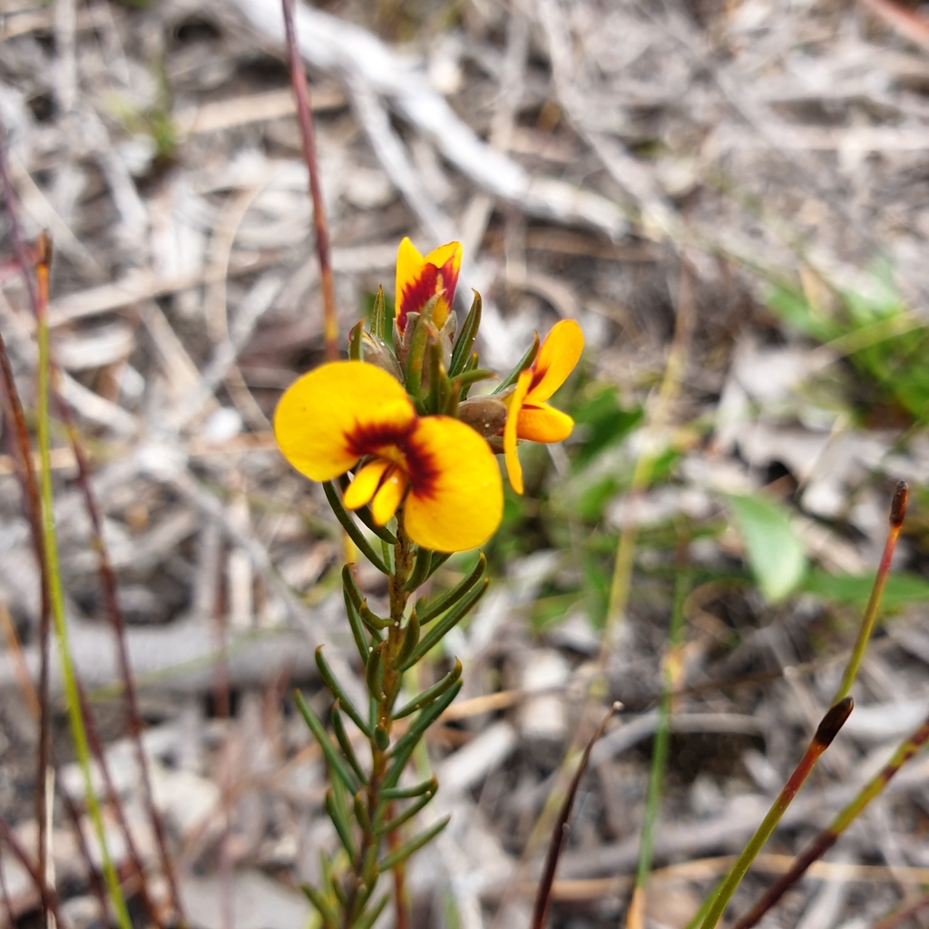 Smooth Parrot-pea from Newnes Plateau NSW 2790, Australia on October 21 ...