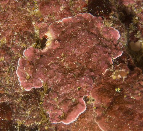 Thin Coralline Crust (Phymatolithon foveatum) · iNaturalist United Kingdom