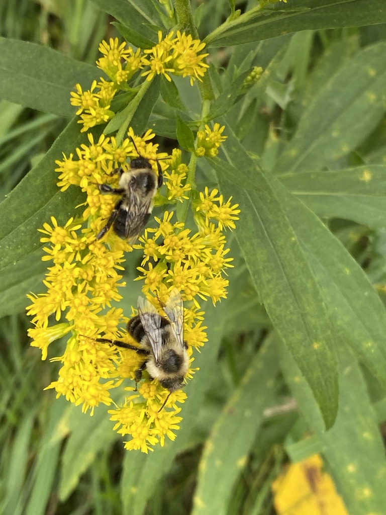 Common Eastern Bumble Bee from Janivar Dr, Lansing, NY, US on October ...
