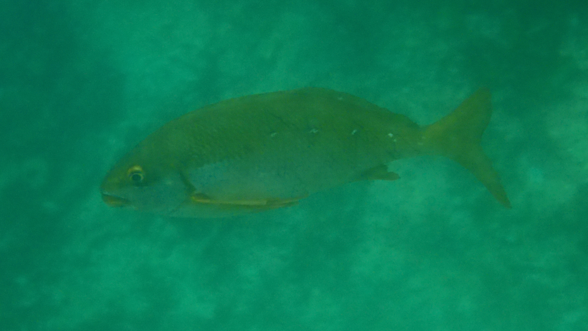 Chirodactylus brachydactylus (Cuvier, 1830)