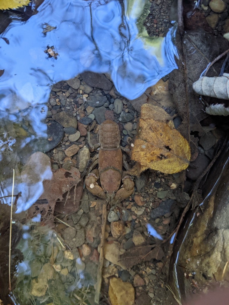 Eastern Crayfish from Botetourt, Virginia, United States on October 18 ...