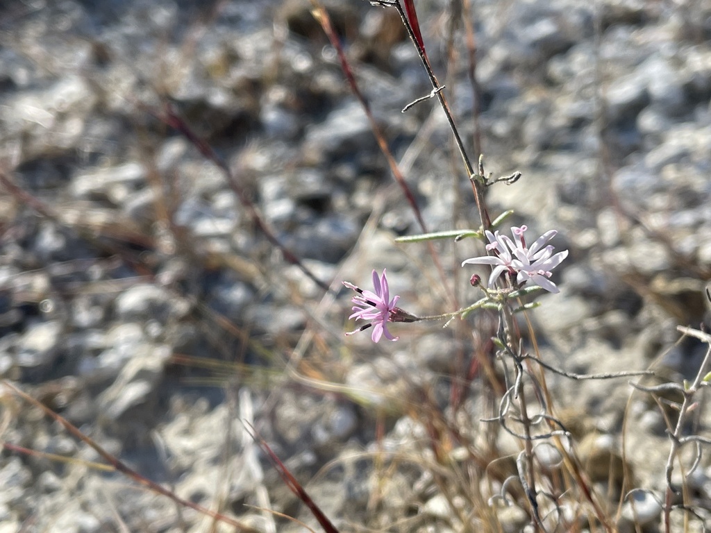 Small Palafox in October 2021 by Nate Venarske · iNaturalist