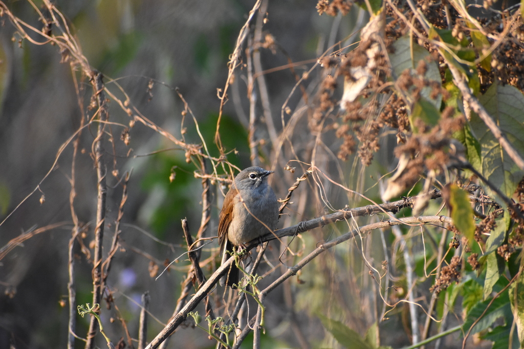 Brown-backed Solitaire from Deportivo Huayamilpas, Ciudad de México ...