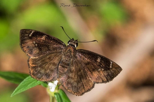 Hispaniolan Skipper (Burca hispaniolae) · iNaturalist