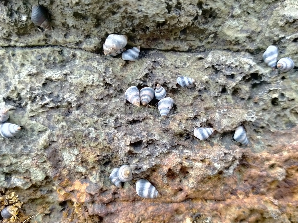 New Zealand Blue-banded Periwinkle from Otago 9014, New Zealand on ...