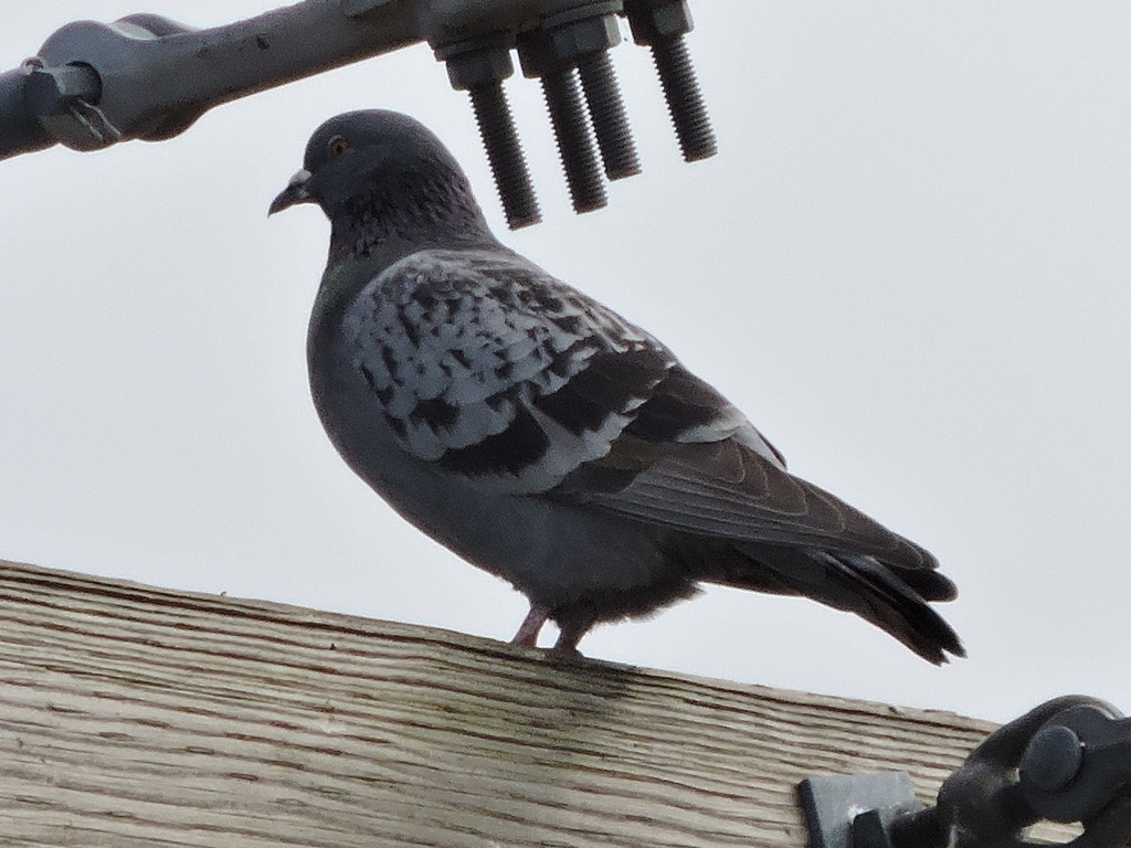 Feral Pigeon from Parker County, US-TX, US on March 22, 2015 by Sam ...