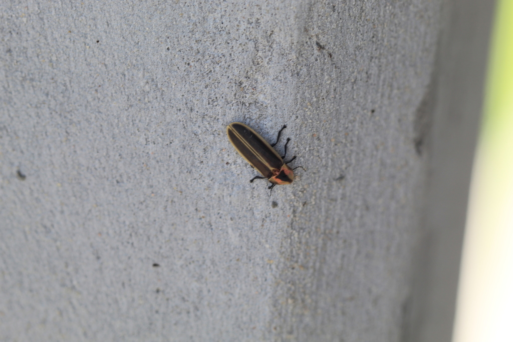 typical fireflies from South Side, Corpus Christi, TX, USA on October ...
