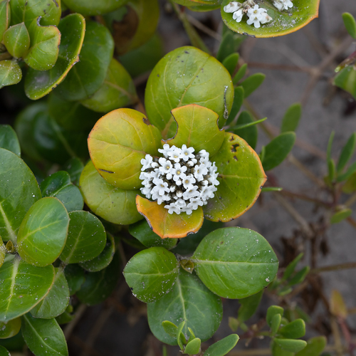 coast logania (Logania crassifolia) · iNaturalist