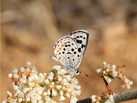 Euphilotes enoptes dammersi from Riverside County, CA, USA on September ...