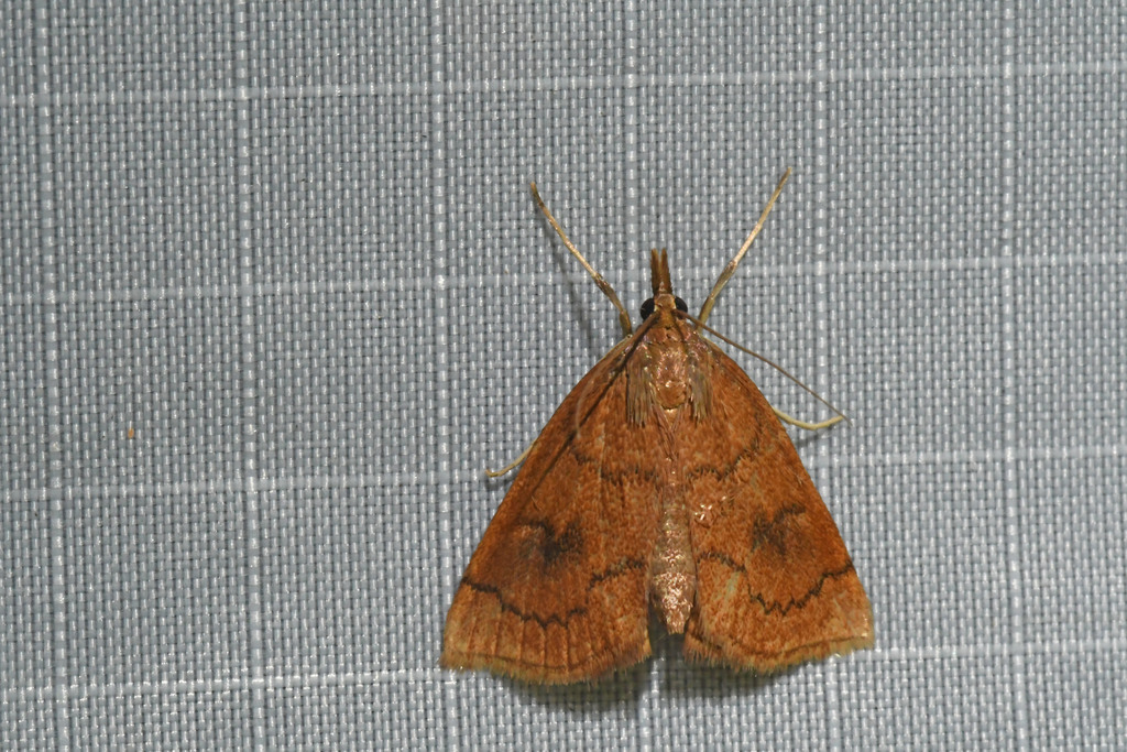 Mint Root Borer Moth from tourbière ski doo on July 12, 2021 at 11:22 ...