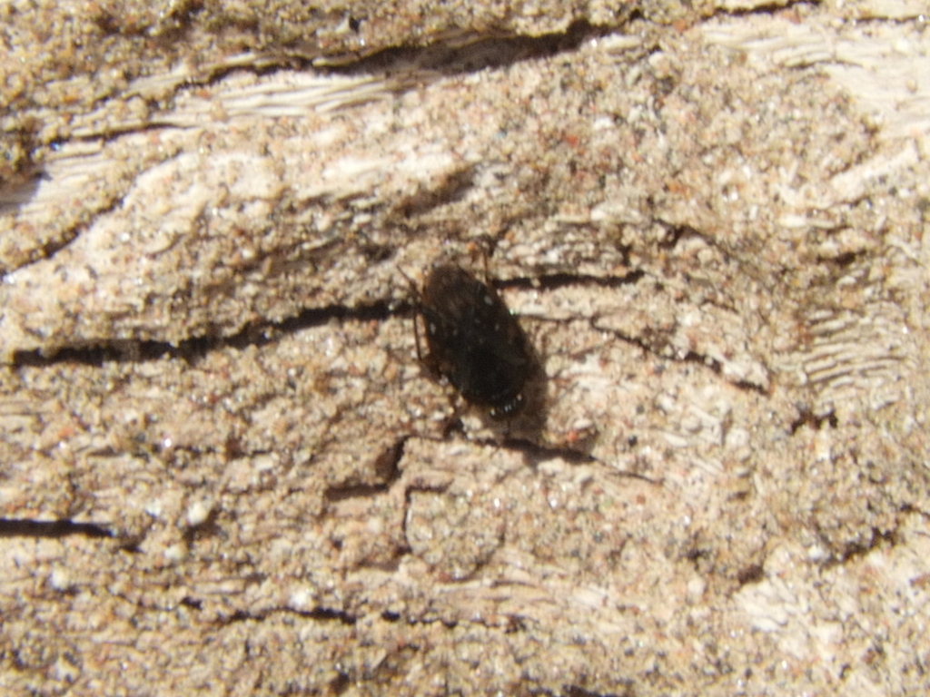 Shore bugs from Gral. Acha, La Pampa, Argentina on October 22, 2021 by ...