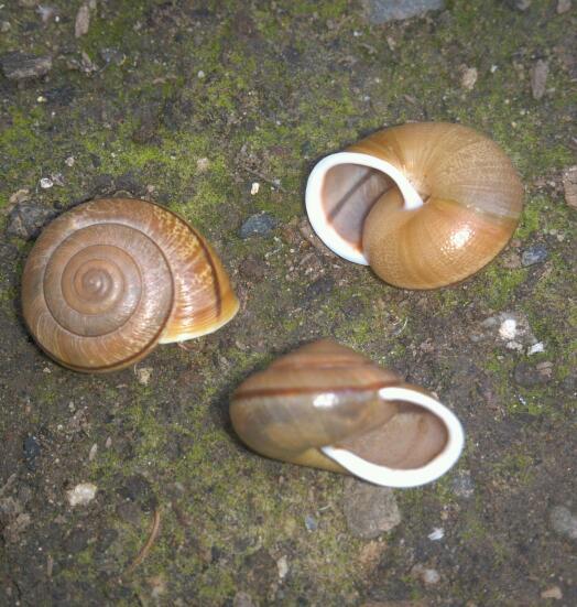 Sonoma Shoulderband Snail (Gastropods of the United States Pt.6 ...