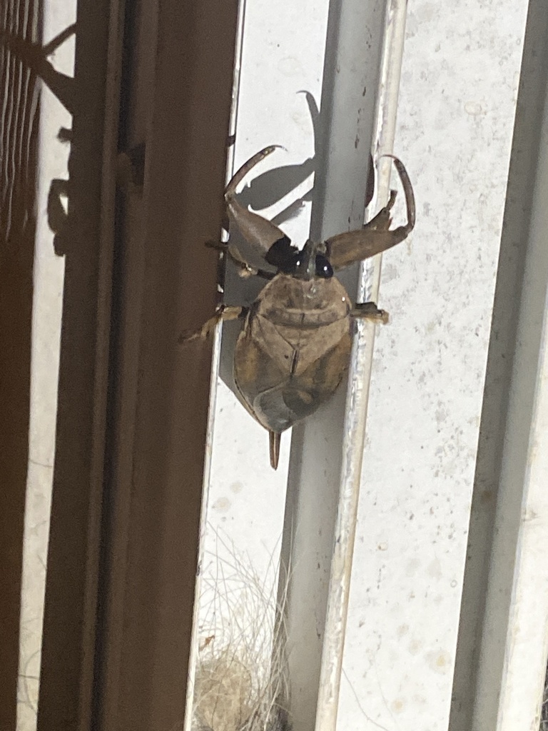 Uhler's Giant Water Bug from Loye Ln, Maiden, NC, US on October 22 ...