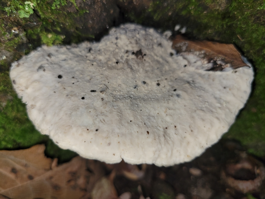 green cheese polypore from Marshall County, US-IN, US on October 22 ...