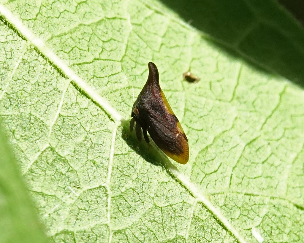 Two-marked Treehopper from Ritchie Cemetery on October 22, 2021 at 02: ...