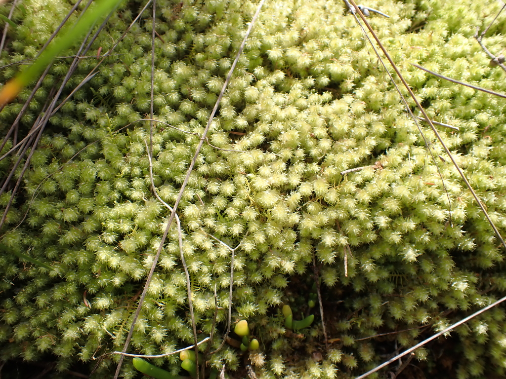 pipe-cleaner moss from Somerville VIC 3912, Australia on October 22 ...