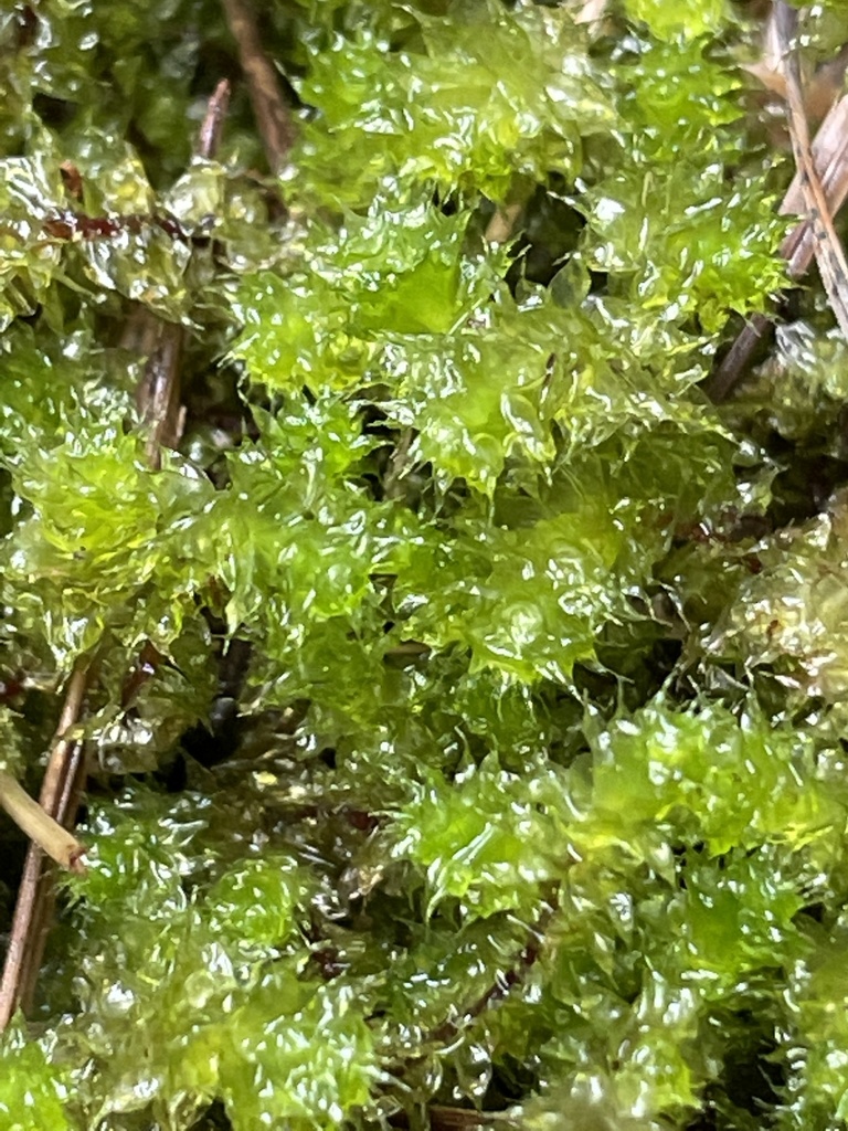 pipe-cleaner moss from Kookaboora Bush Circuit, Frankston South, VIC ...