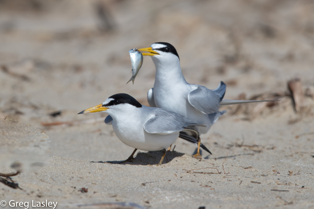 Small Terns (Sternula) - Avian Discovery