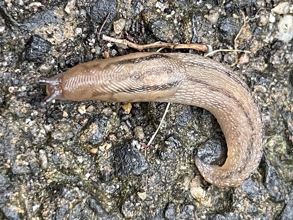 Threeband Slugs from Burramine Court, Frankston South, VIC, AU on ...