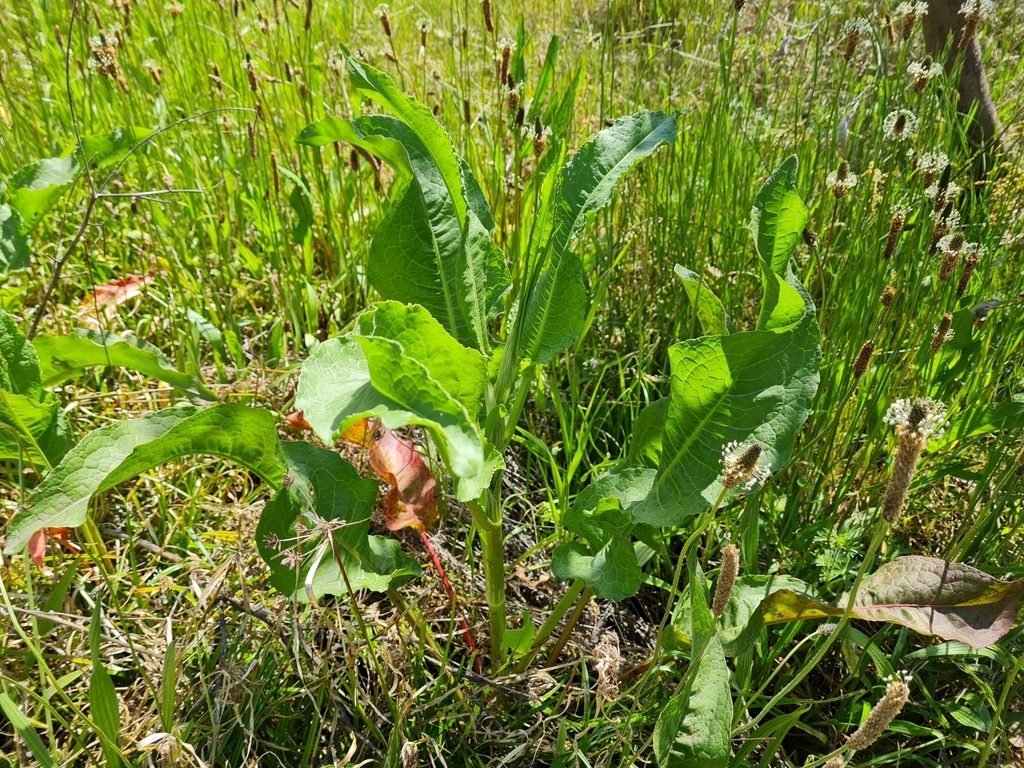 curled dock from Symonston ACT 2609, Australia on October 23, 2021 at ...