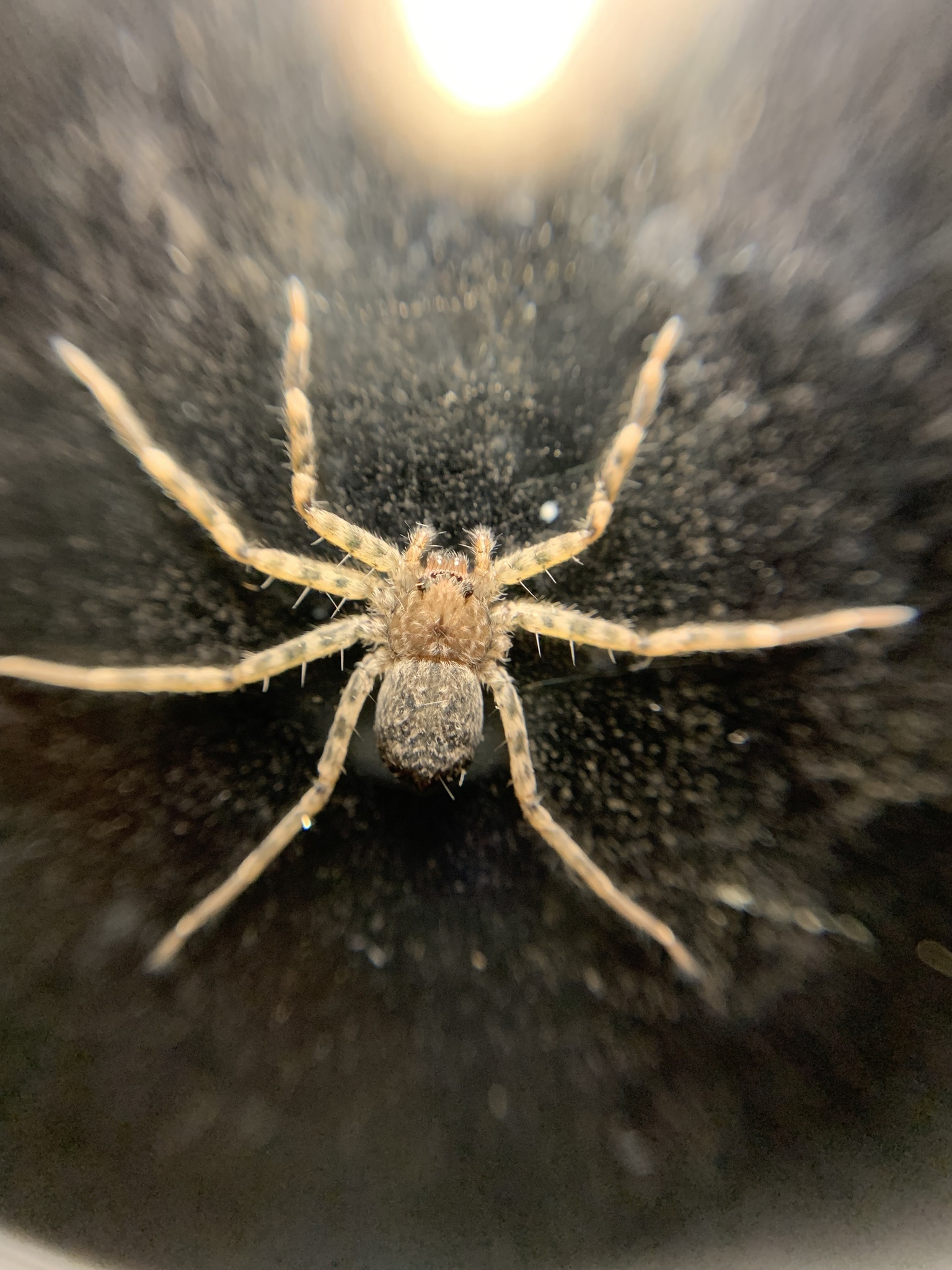 Selenops mexicanus Keyserling, 1880