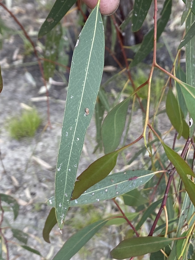 river redgum from Bearii, VIC, AU on October 23, 2021 at 12:53 PM by ...