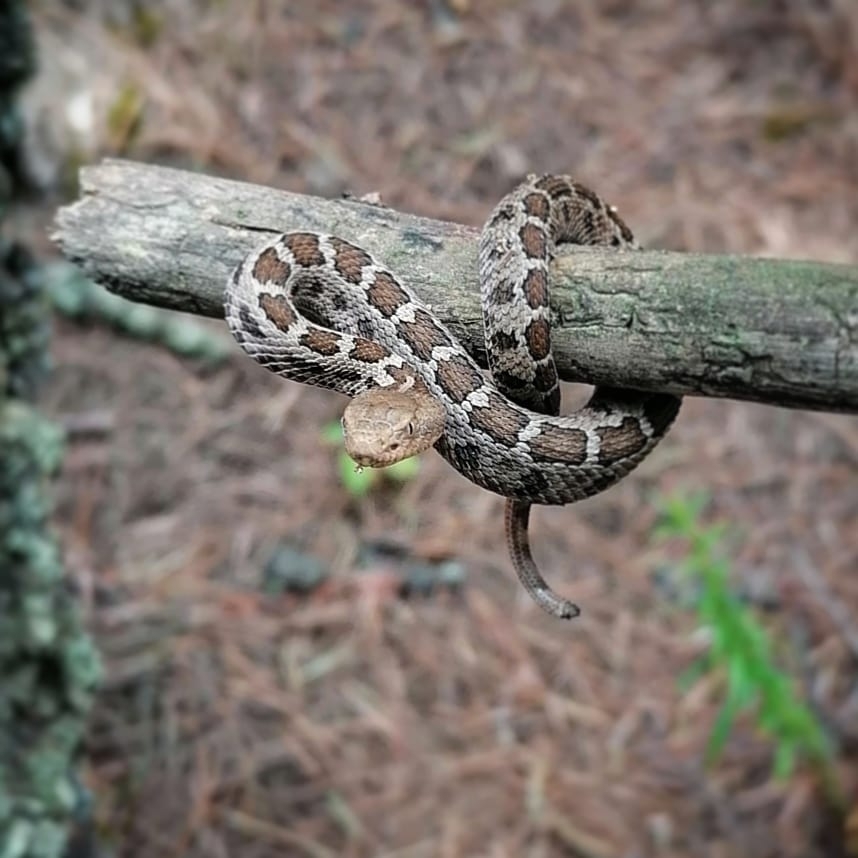 Mexican Pygmy Rattlesnake from Ixtapaluca, Méx., México by Miguel Angel ...