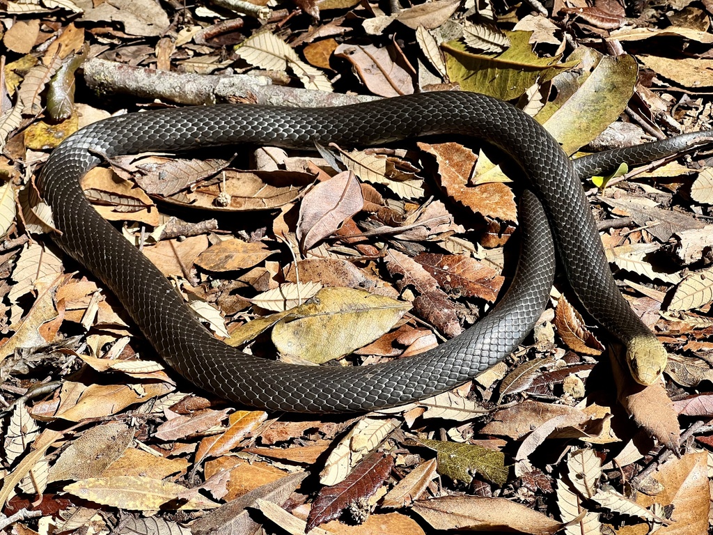 Black-bellied Swamp Snake from Dorrigo National Park, Never Never, NSW ...