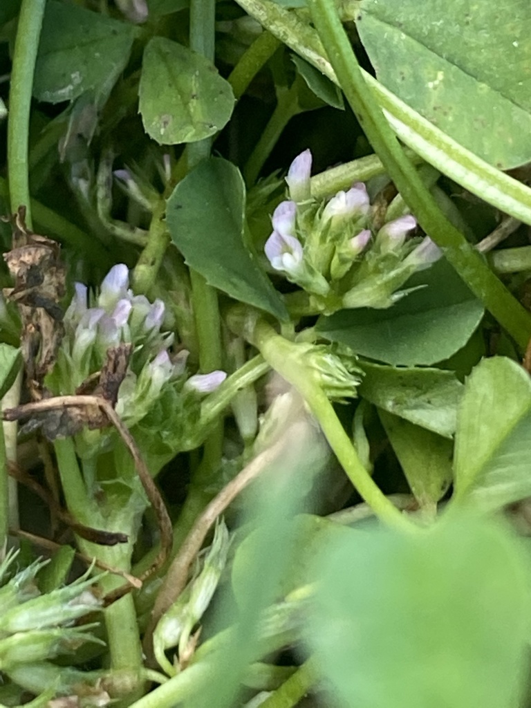 clovers from Bearii, VIC, AU on October 22, 2021 at 06:13 PM by kymelen ...