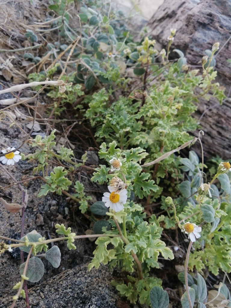 Perityle crassifolia en octubre 2021 por Tania Pérez Fiol · iNaturalist ...