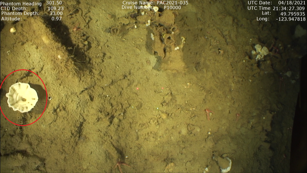 Heterochone calyx from Skookumchuck on April 18, 2021 at 09:34 PM by ...