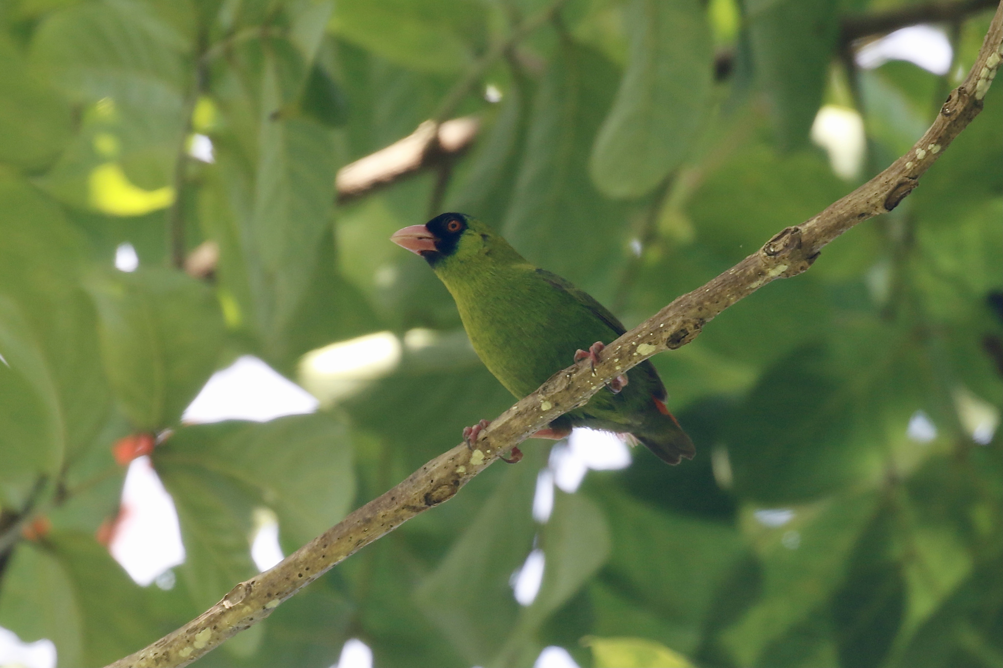 Erythrura kleinschmidti (Finsch, 1878)